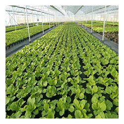 Weed Mate Manufacturing Company in Gujarat, India